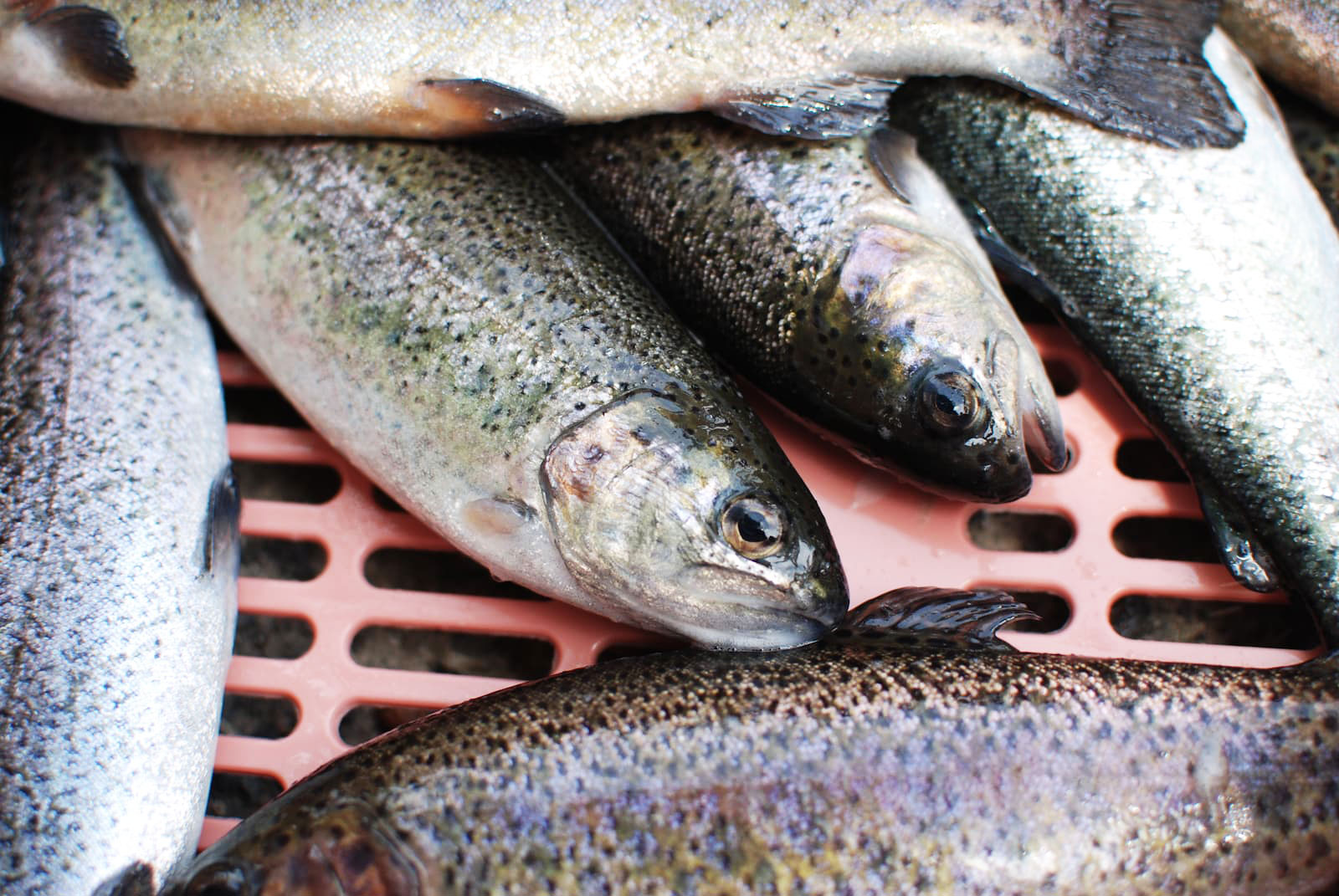 ニジマス | 牧野養魚場