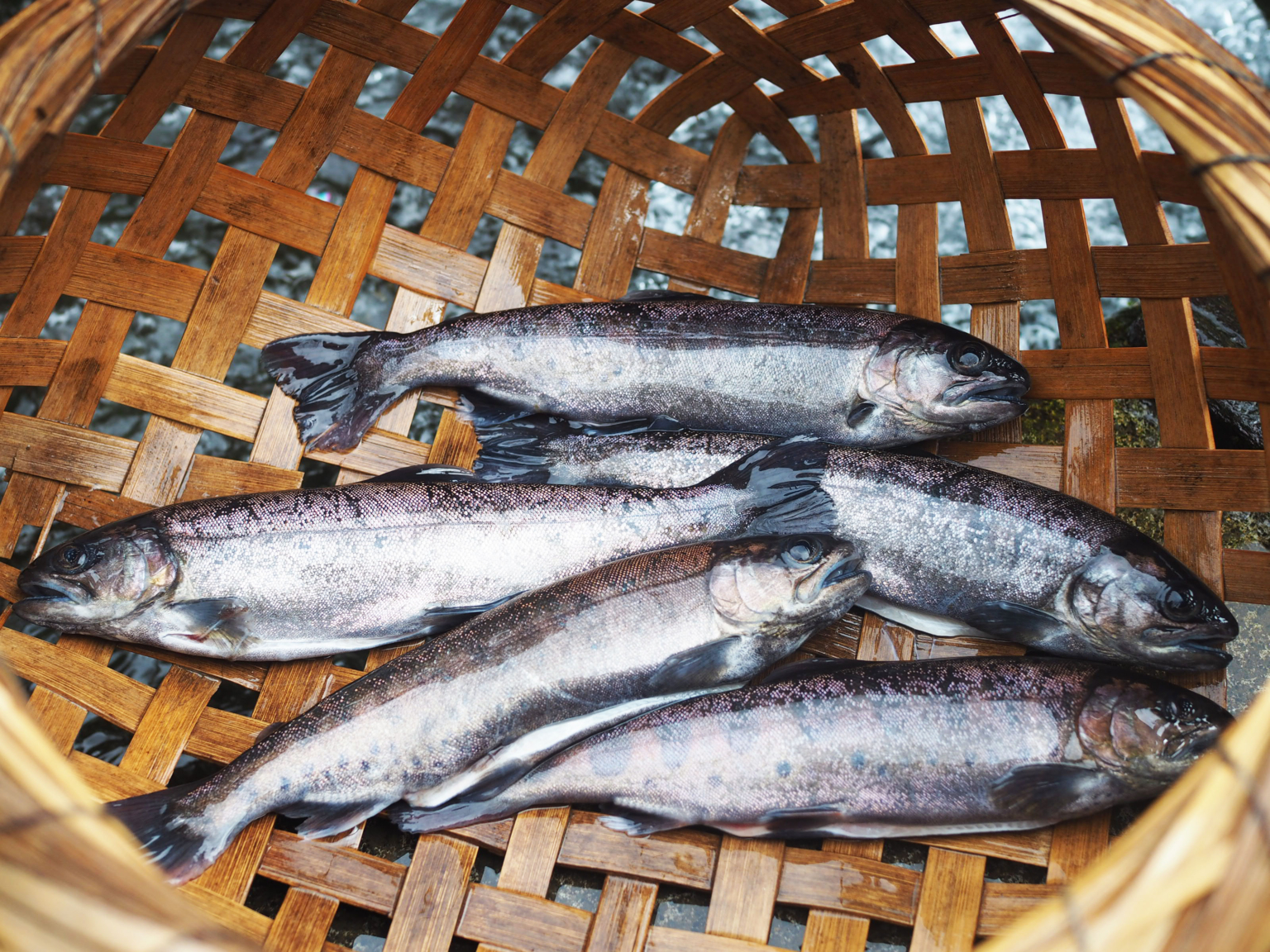 牧野養魚場 | 奥多摩の清流で、「奥多摩やまめ」と「ニジマス」を養殖しています。一般販売も可能。腹ワタ除去、串打ちもいたします。