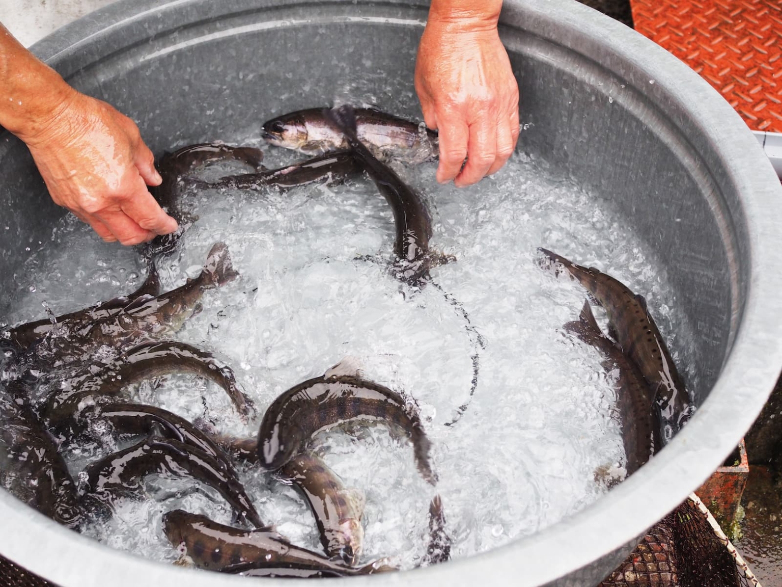 販売価格 | 牧野養魚場