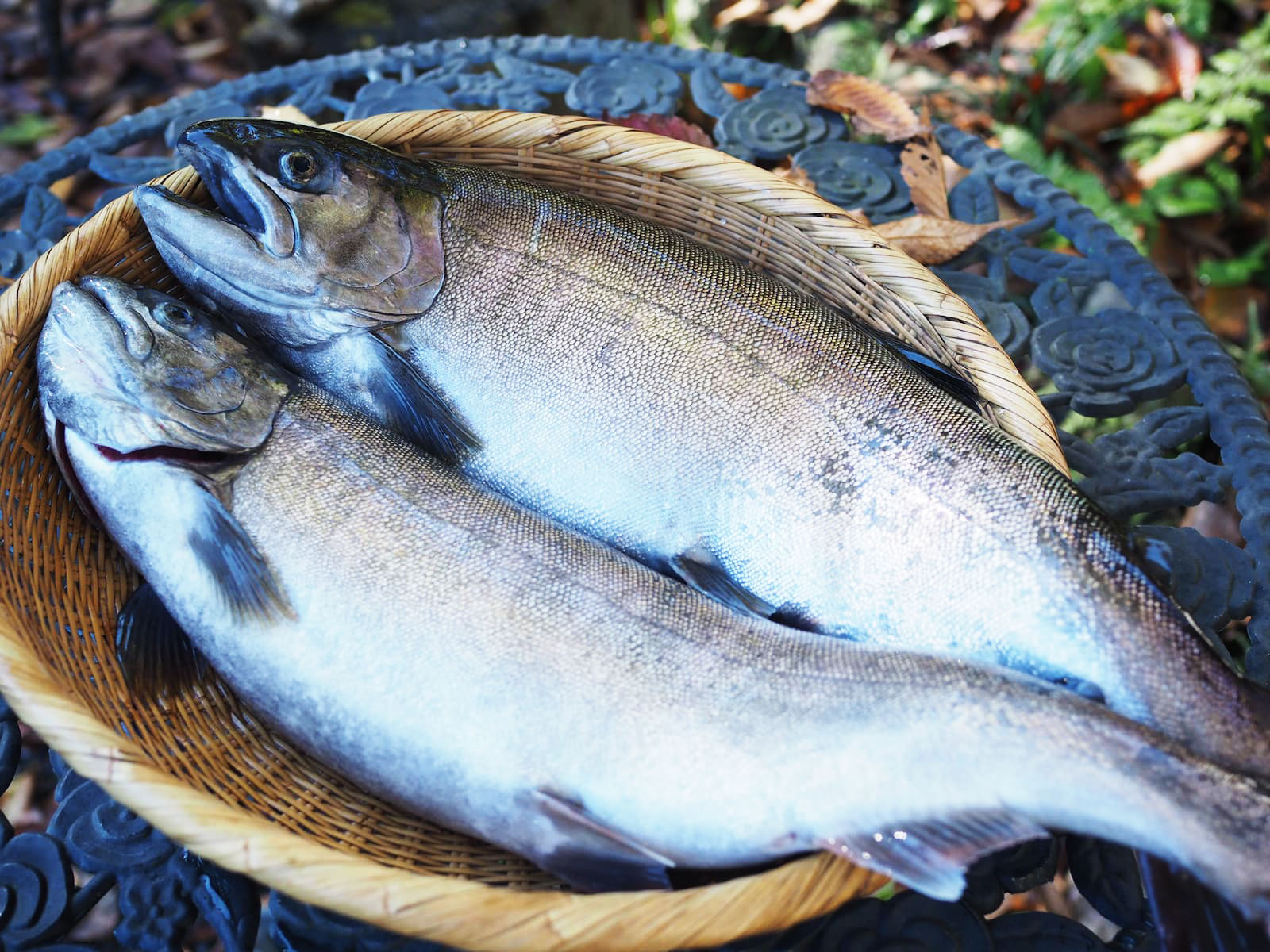 牧野養魚場 | 奥多摩の清流で、「奥多摩やまめ」と「ニジマス」を養殖しています。一般販売も可能。腹ワタ除去、串打ちもいたします。